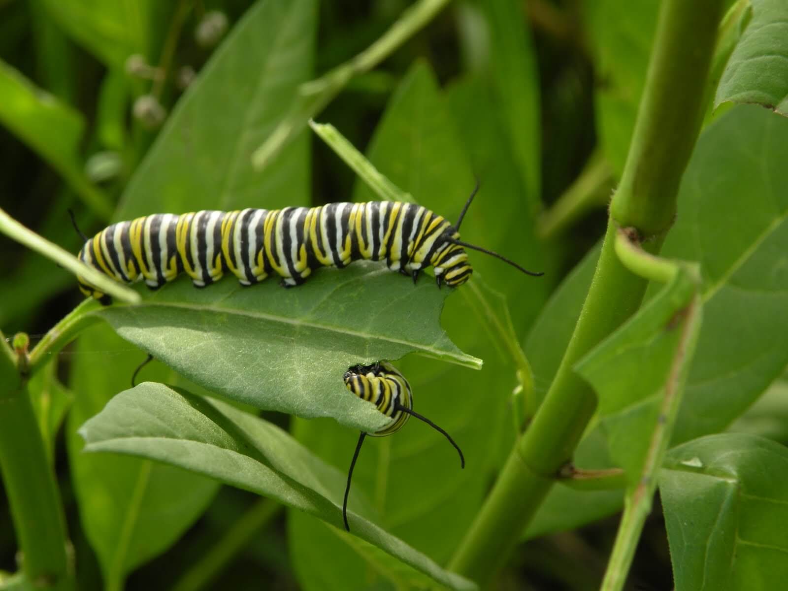 Caterpillar Count | A Time For Science